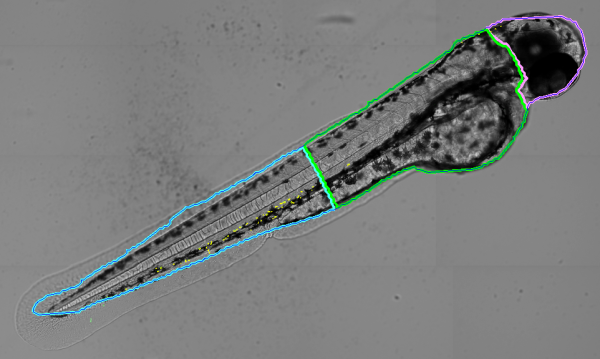 How High-Resolution Microscopy Enhances Phenotype Identification